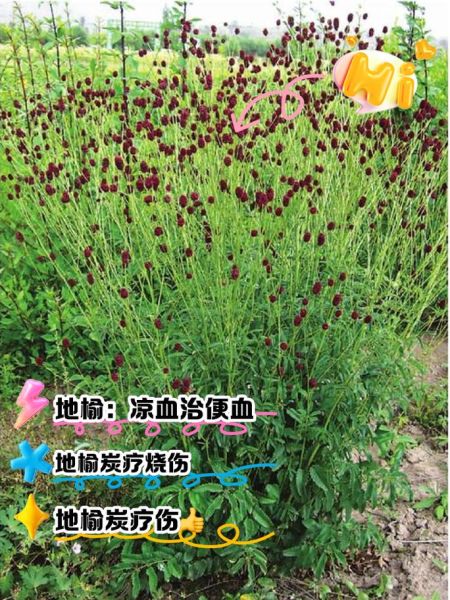 地榆的功效与作用_地榆的禁忌有哪些-第3张图片-山城妙识