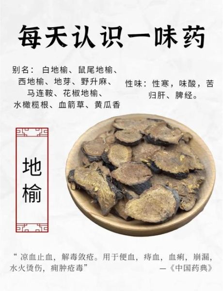 地榆的功效与作用_地榆的禁忌有哪些-第1张图片-山城妙识