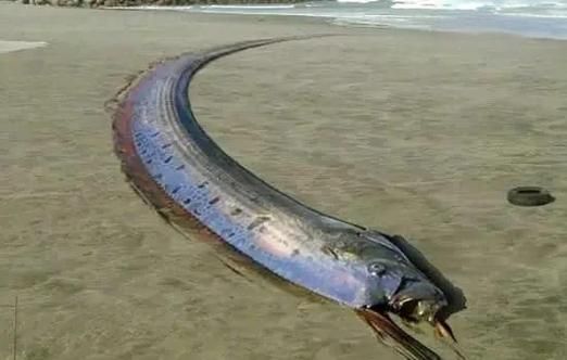 古代皇带鱼为什么被称为海龙_皇带鱼真的会带来灾难吗-第1张图片-山城妙识