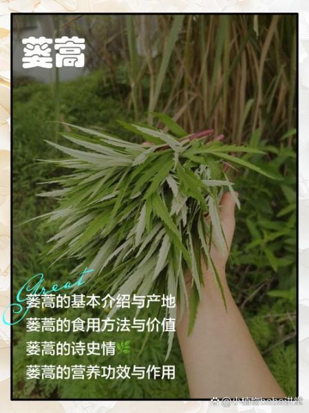 芦蒿叶子泡茶的功效与作用_芦蒿叶茶能天天喝吗-第3张图片-山城妙识 芦蒿叶子泡茶的功效与作用_芦蒿叶茶能天天喝吗-第3张图片-山城妙识