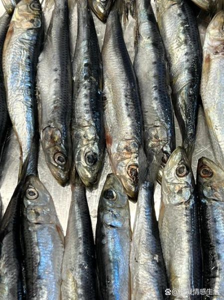 假沙丁鱼是什么鱼_假沙丁鱼能吃吗-第2张图片-山城妙识