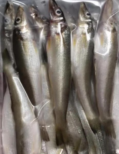 假沙丁鱼是什么鱼_假沙丁鱼能吃吗-第3张图片-山城妙识