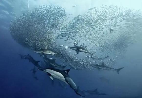 假沙丁鱼是什么鱼_假沙丁鱼能吃吗-第1张图片-山城妙识