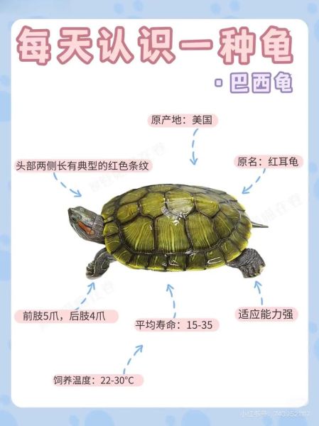 巴西红耳龟怎么养_巴西红耳龟饲养注意事项-第1张图片-山城妙识 巴西红耳龟怎么养_巴西红耳龟饲养注意事项-第1张图片-山城妙识