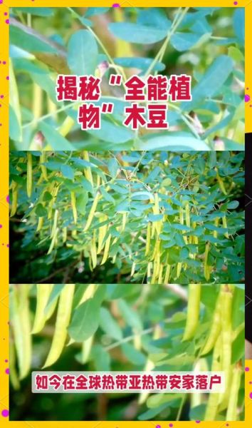 木豆图片_木豆长什么样-第3张图片-山城妙识
