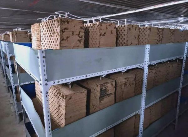 养2000只蝎子成本_养蝎子一年能赚多少钱-第3张图片-山城妙识