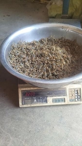 养2000只蝎子成本_养蝎子一年能赚多少钱-第2张图片-山城妙识