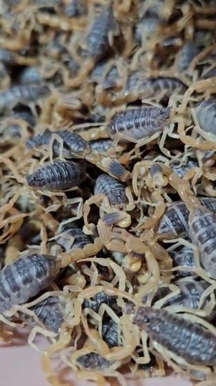 养2000只蝎子成本_养蝎子一年能赚多少钱-第1张图片-山城妙识