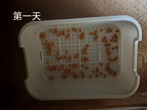 塑料桶生黄豆芽的方法_塑料桶生黄豆芽多久能吃-第3张图片-山城妙识
