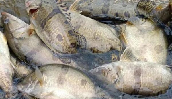 鮰鱼多少钱一斤_鮰鱼价格行情-第1张图片-山城妙识