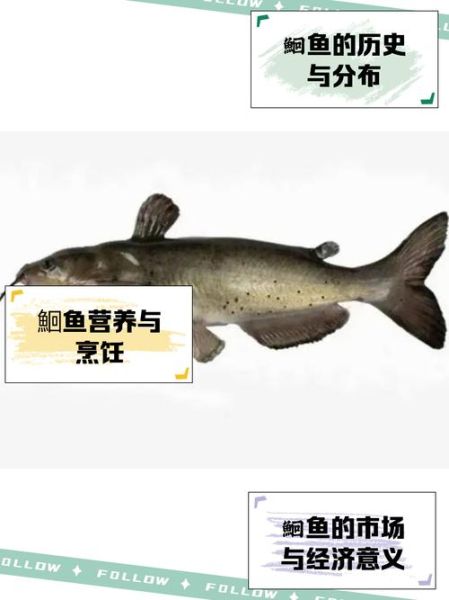 鮰鱼多少钱一斤_鮰鱼价格行情-第2张图片-山城妙识