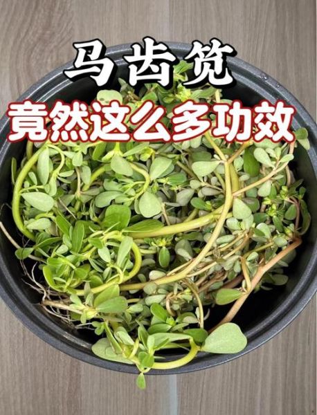 马齿笕的功效与作用_马齿笕怎么吃最好-第3张图片-山城妙识 马齿笕的功效与作用_马齿笕怎么吃最好-第3张图片-山城妙识