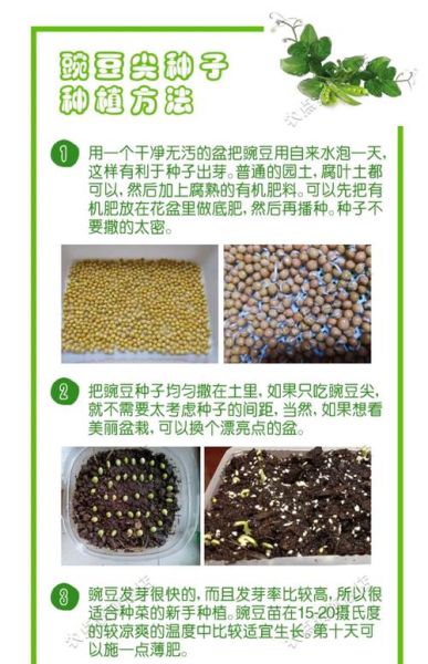 豌豆苗怎么种_豌豆苗种植管理方法-第3张图片-山城妙识