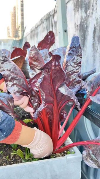 补血菜有哪些_补血菜怎么吃效果最好-第1张图片-山城妙识 补血菜有哪些_补血菜怎么吃效果最好-第1张图片-山城妙识