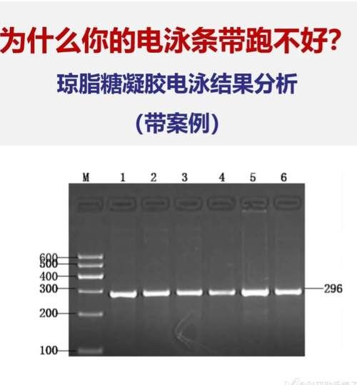 琼脂糖凝胶电泳条带模糊怎么办_如何避免拖尾现象-第2张图片-山城妙识