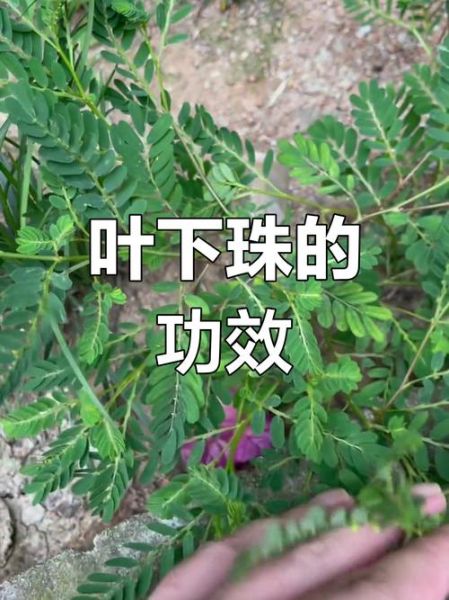 叶下珠的功效与作用_叶下珠的副作用有哪些-第1张图片-山城妙识