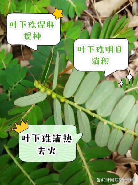 叶下珠的功效与作用_叶下珠的副作用有哪些-第2张图片-山城妙识