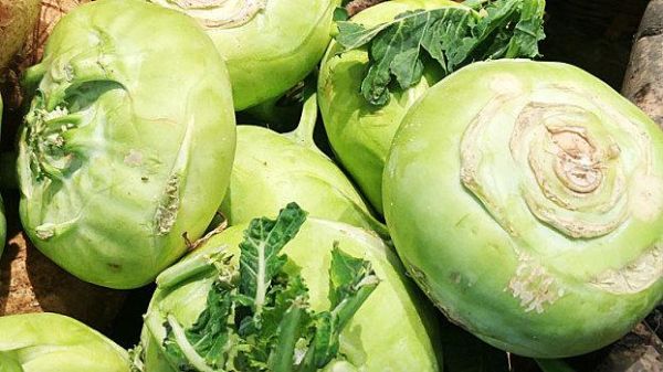 球茎甘蓝怎么做好吃_球茎甘蓝的家常做法-第3张图片-山城妙识 球茎甘蓝怎么做好吃_球茎甘蓝的家常做法-第3张图片-山城妙识