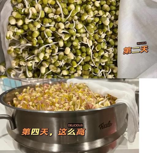 家庭自制绿豆芽怎么做_绿豆芽发芽温度多少合适-第1张图片-山城妙识