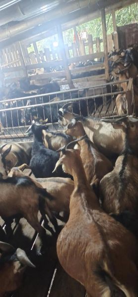 山羊养殖成本_山羊养殖利润-第2张图片-山城妙识 山羊养殖成本_山羊养殖利润-第2张图片-山城妙识