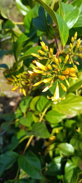 断肠草全株长什么样_断肠草图片与识别要点-第1张图片-山城妙识