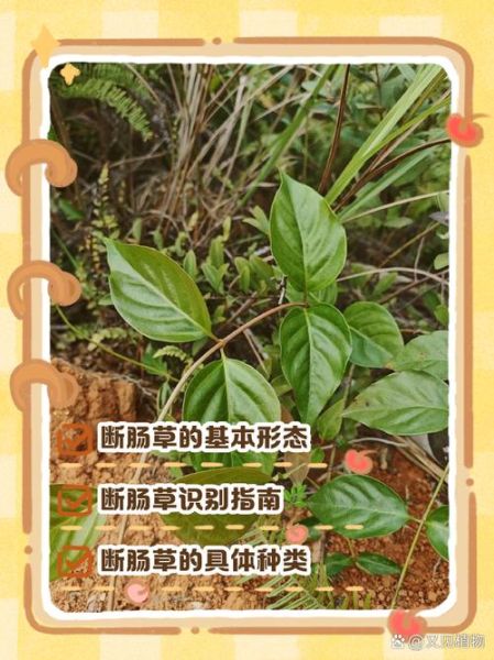 断肠草全株长什么样_断肠草图片与识别要点-第2张图片-山城妙识