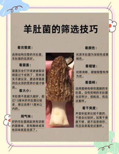 羊肚菌怎么挑选_羊肚菌多少钱一斤-第1张图片-山城妙识 羊肚菌怎么挑选_羊肚菌多少钱一斤-第1张图片-山城妙识