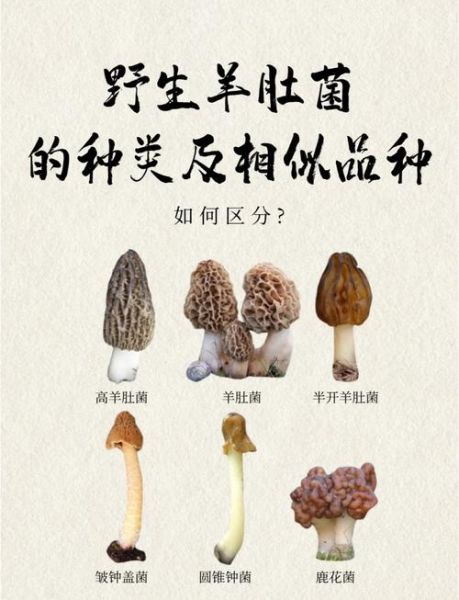 羊肚菌怎么挑选_羊肚菌多少钱一斤-第3张图片-山城妙识 羊肚菌怎么挑选_羊肚菌多少钱一斤-第3张图片-山城妙识