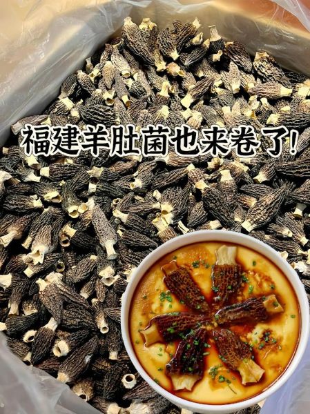 羊肚菌怎么挑选_羊肚菌多少钱一斤-第2张图片-山城妙识 羊肚菌怎么挑选_羊肚菌多少钱一斤-第2张图片-山城妙识