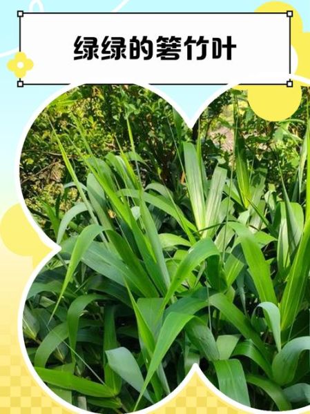 箬叶竹怎么读_箬叶竹和粽叶竹区别-第3张图片-山城妙识 箬叶竹怎么读_箬叶竹和粽叶竹区别-第3张图片-山城妙识