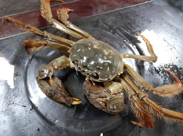 固城湖大闸蟹图片_如何挑选正宗固城湖大闸蟹-第3张图片-山城妙识