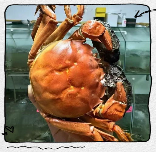 固城湖大闸蟹图片_如何挑选正宗固城湖大闸蟹-第2张图片-山城妙识