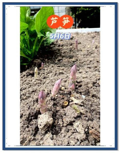 芦笋种子怎么种_芦笋种子育苗方法-第2张图片-山城妙识 芦笋种子怎么种_芦笋种子育苗方法-第2张图片-山城妙识