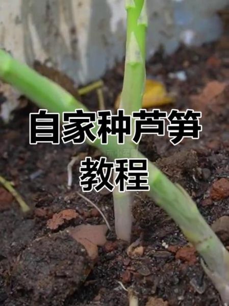 芦笋种子怎么种_芦笋种子育苗方法-第1张图片-山城妙识 芦笋种子怎么种_芦笋种子育苗方法-第1张图片-山城妙识