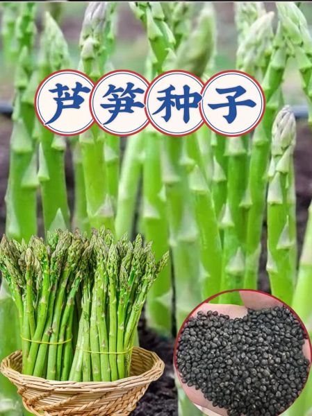 芦笋种子怎么种_芦笋种子育苗方法-第3张图片-山城妙识 芦笋种子怎么种_芦笋种子育苗方法-第3张图片-山城妙识