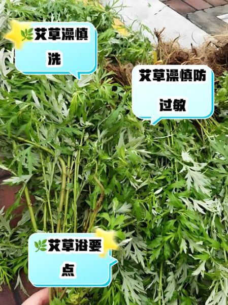 艾蒿过敏不能吃什么_艾蒿过敏饮食禁忌-第3张图片-山城妙识
