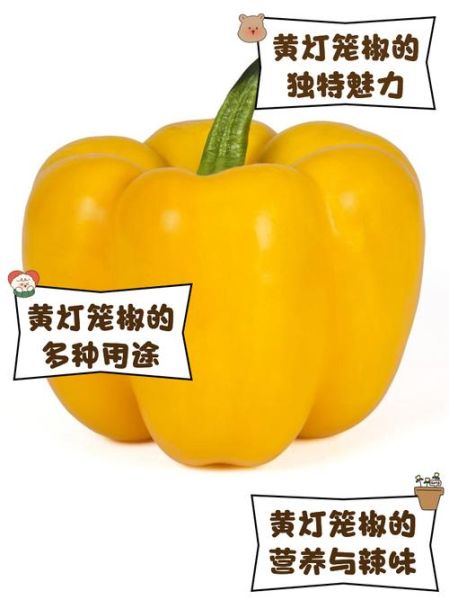 灯笼椒的功效与作用_吃灯笼椒会上火吗-第2张图片-山城妙识 灯笼椒的功效与作用_吃灯笼椒会上火吗-第2张图片-山城妙识