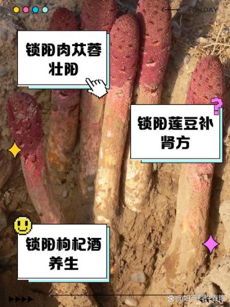 锁阳配什么壮阳最好_锁阳壮阳搭配有哪些-第1张图片-山城妙识