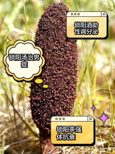 锁阳配什么壮阳最好_锁阳壮阳搭配有哪些-第2张图片-山城妙识