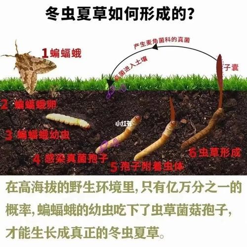 冬虫夏草怎么形成的_冬虫夏草生长过程-第1张图片-山城妙识