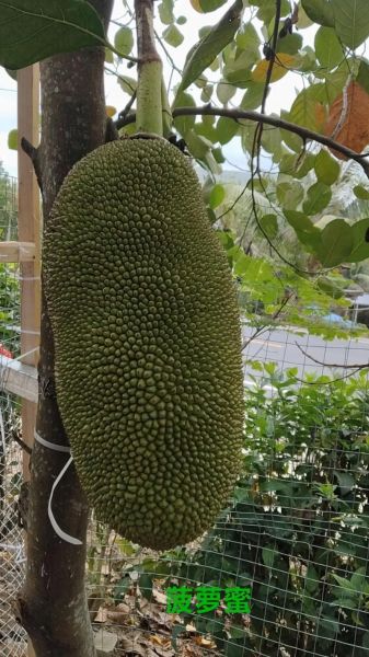 菠萝菠萝蜜歌曲视频在线播放_哪里能看高清完整版-第2张图片-山城妙识 菠萝菠萝蜜歌曲视频在线播放_哪里能看高清完整版-第2张图片-山城妙识