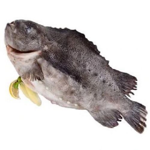 海参斑鱼哪些部位不能吃_海参斑鱼内脏处理-第1张图片-山城妙识 海参斑鱼哪些部位不能吃_海参斑鱼内脏处理-第1张图片-山城妙识