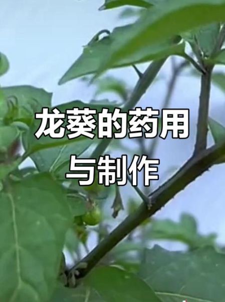 常见药用植物有哪些_如何正确使用-第2张图片-山城妙识