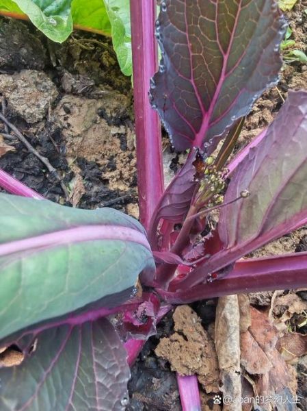 红菜苔叶子很大要不要摘掉_什么时候摘最合适-第3张图片-山城妙识