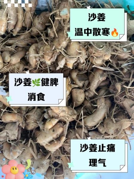 女人吃沙姜有什么好处_沙姜对女性有哪些功效-第2张图片-山城妙识