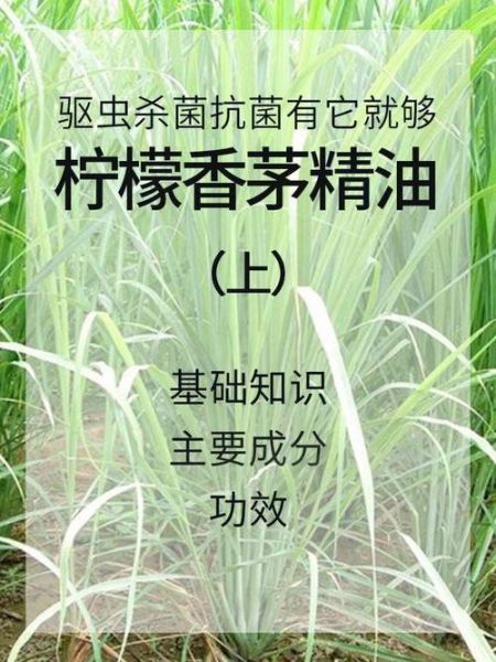 柠檬香茅精油的功效与作用_柠檬香茅精油怎么用-第2张图片-山城妙识