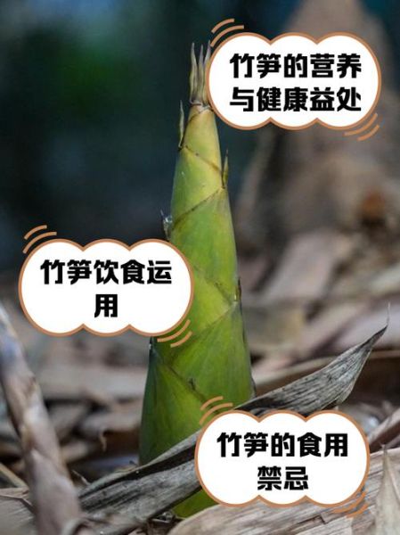 春笋的象征意义_春笋寓意什么-第3张图片-山城妙识