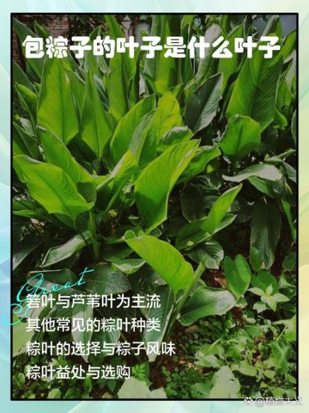 南方粽子叶是什么叶子_粽叶种类区别-第1张图片-山城妙识