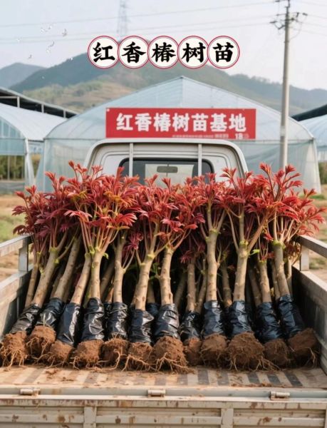 香椿树苗多少钱一棵_哪里有卖-第1张图片-山城妙识
