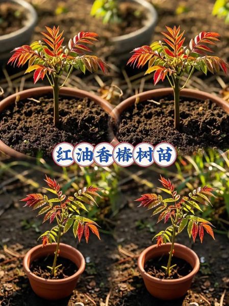 香椿树苗多少钱一棵_哪里有卖-第3张图片-山城妙识